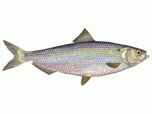 River Herring – Freshwater Fishing News