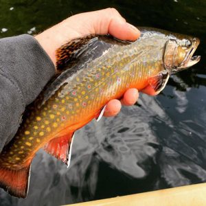 New York State Adirondack Brook Trout Pond Management Plan – Freshwater ...